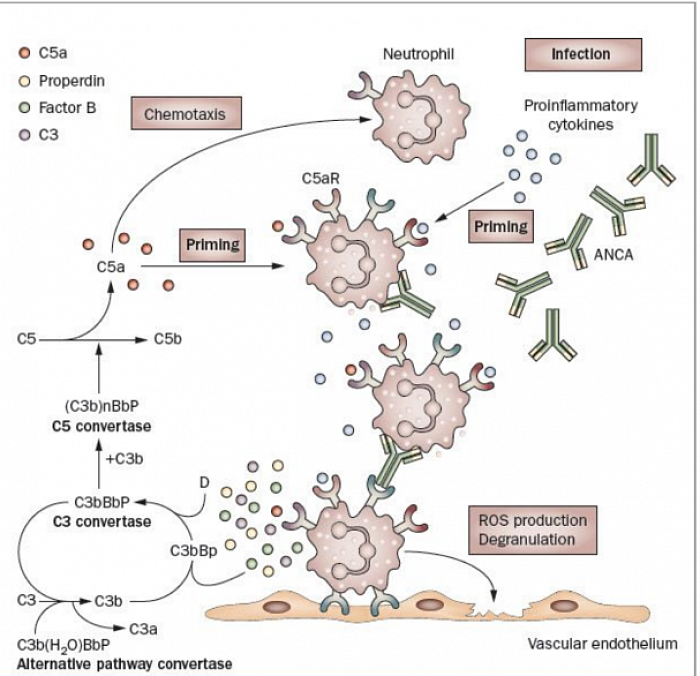 ANCA associated Vasculitis